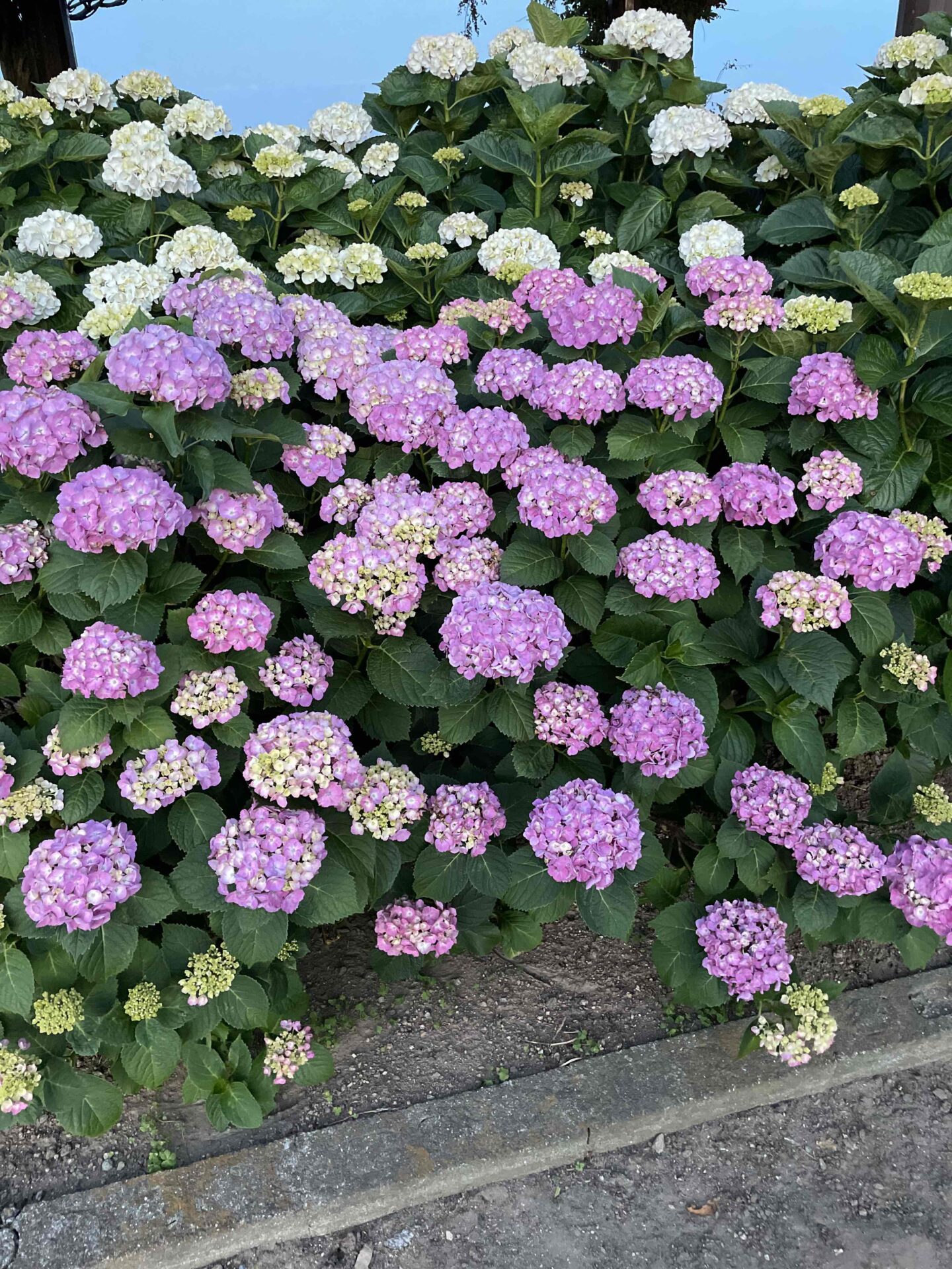 あじさい祭り – 株式会社住ミテル
